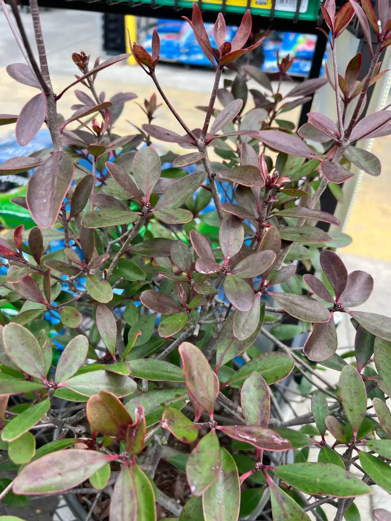 Evergreen Shrub - LeAnn Cleyera - Beach Landscaping : Beach Landscaping