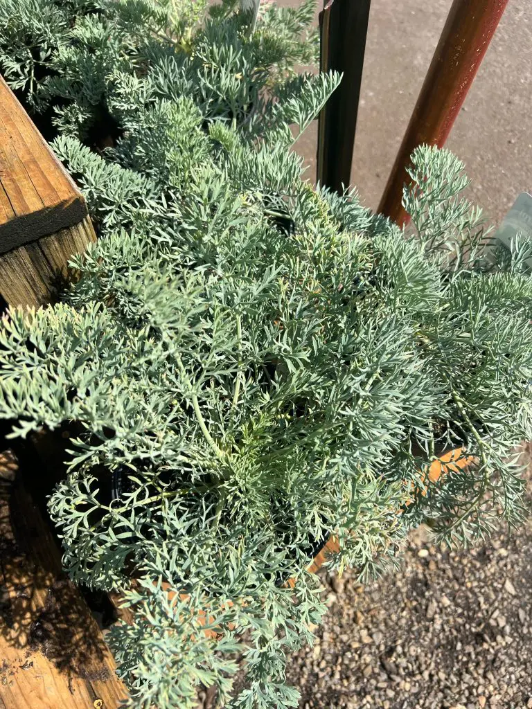 Perennial - Moon Carrot - Beach Landscaping : Beach Landscaping
