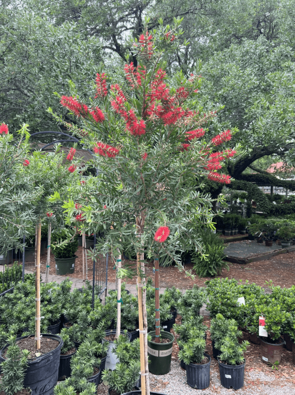 Evergreen Trees (Flowering) - Red Cluster Bottlebrush Tree - Beach ...