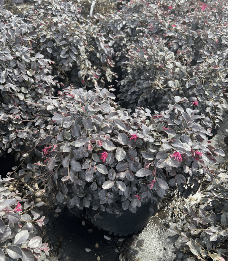Evergreen Shrubs (Flowering) - Crimson Fire Loropetalum - Beach ...