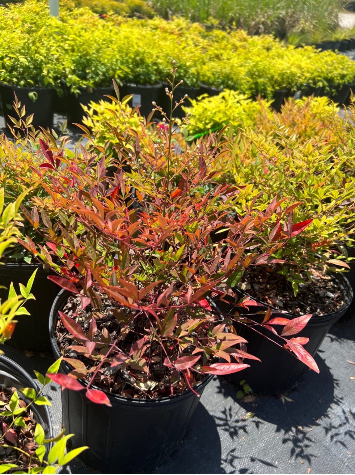 Evergreen Shrubs - Gulf Stream Nandina - Beach Landscaping : Beach ...