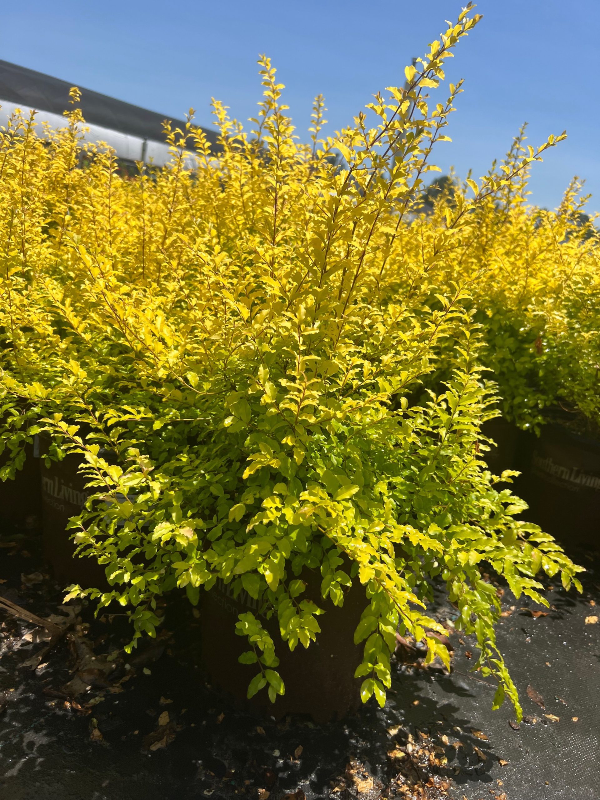 Evergreen Shrubs (Non-Flowering) - Sunshine Ligustrum - Beach ...