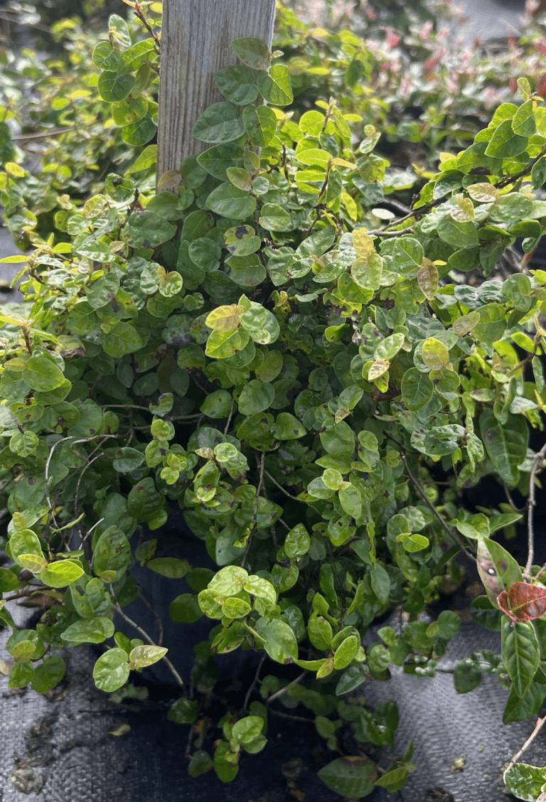 Groundcover and Vines - Creeping Fig - Beach Landscaping : Beach ...