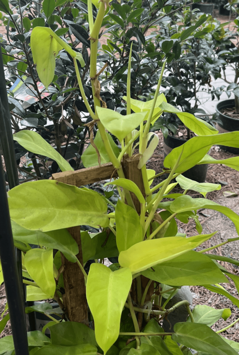 Houseplants - Golden Pothos - Beach Landscaping : Beach Landscaping
