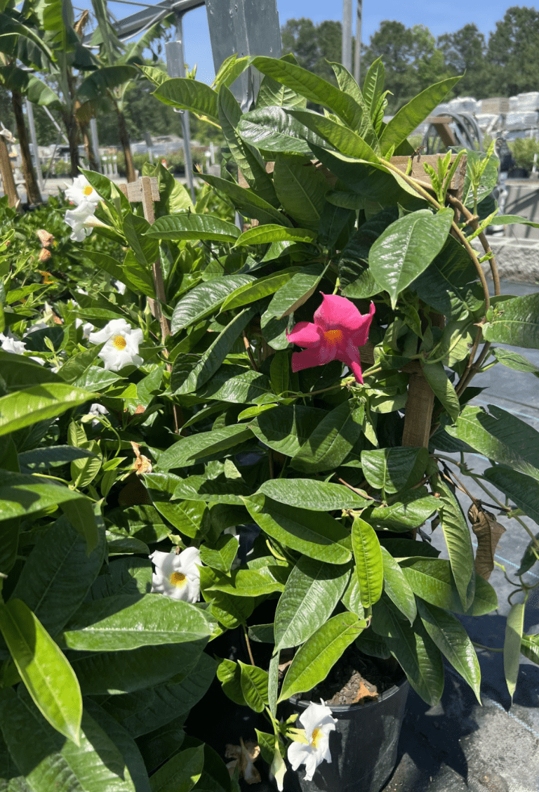 Groundcover & Vines - Climbing - Mandevilla - Beach Landscaping : Beach ...