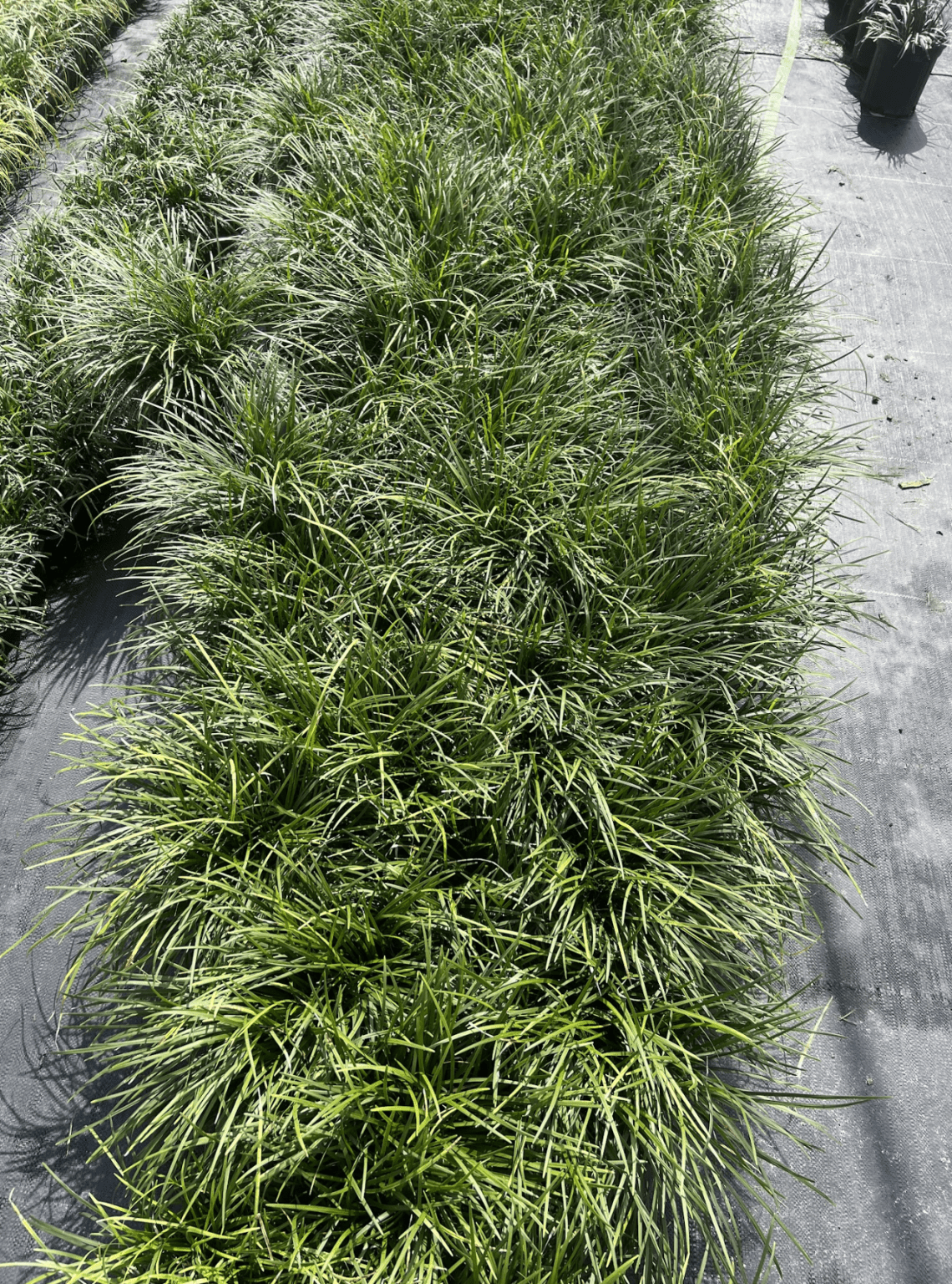 Ornamental Grass - Mondo Grass - Beach Landscaping : Beach Landscaping