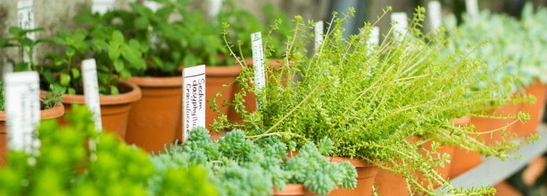 Plant Library - Beach Landscaping : Beach Landscaping