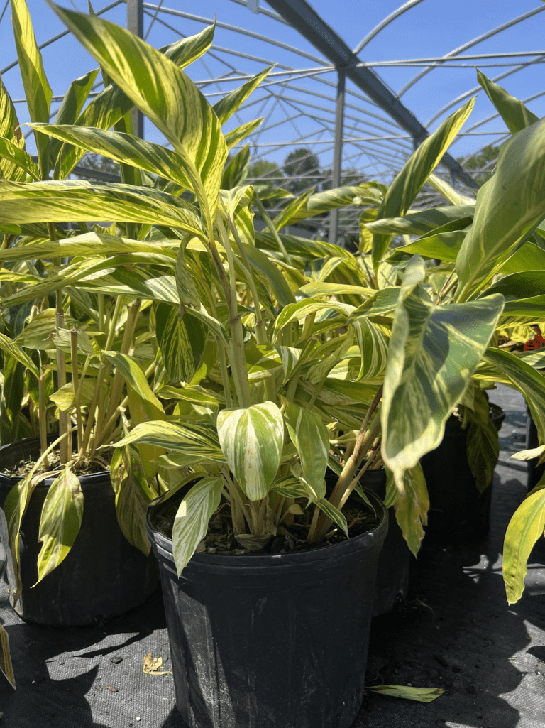 Perennials - Variegated Ginger - Beach Landscaping : Beach Landscaping