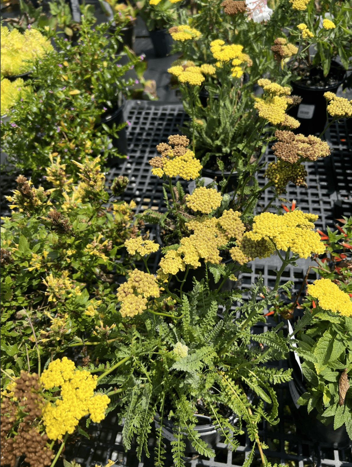 Perennials - Yarrow - Beach Landscaping : Beach Landscaping