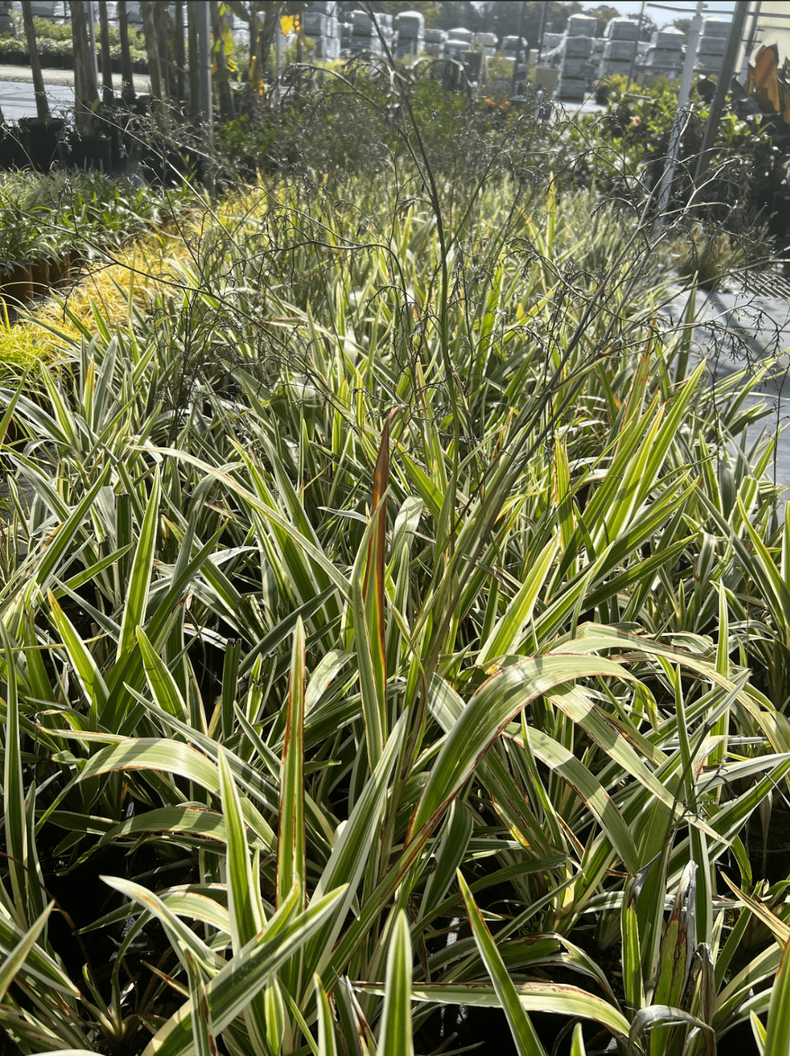 Groundcover and Vines - Variegated Flax Lily - Beach Landscaping ...