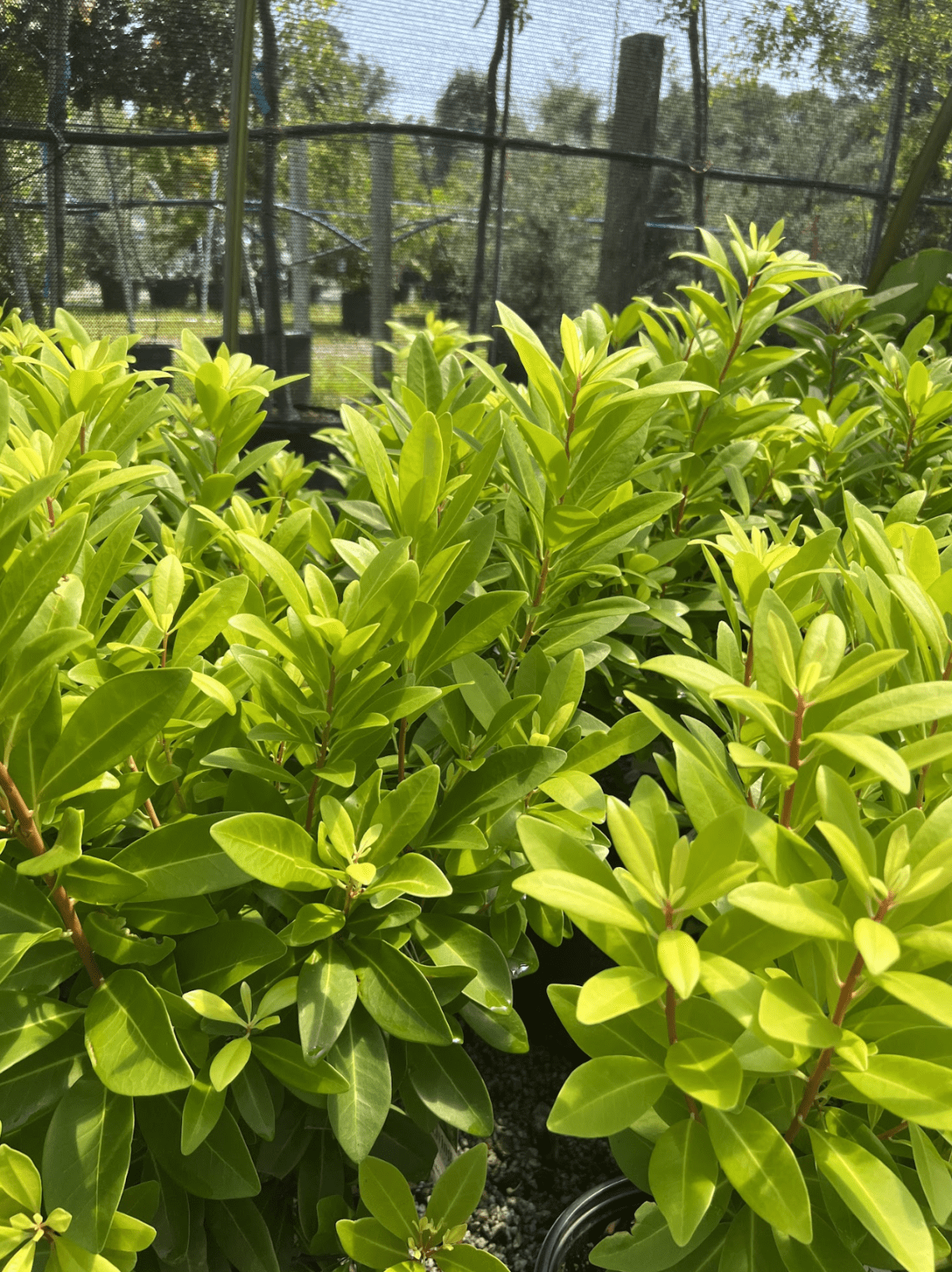 Tropicals - Yellow Florida Anise - Beach Landscaping : Beach Landscaping