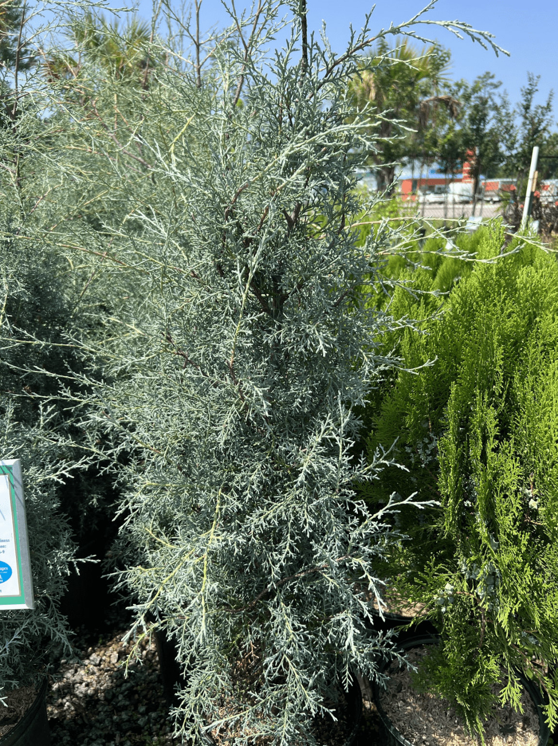 Evergreen Trees (Non-Flowering) - Carolina Sapphire Cypress - Beach ...
