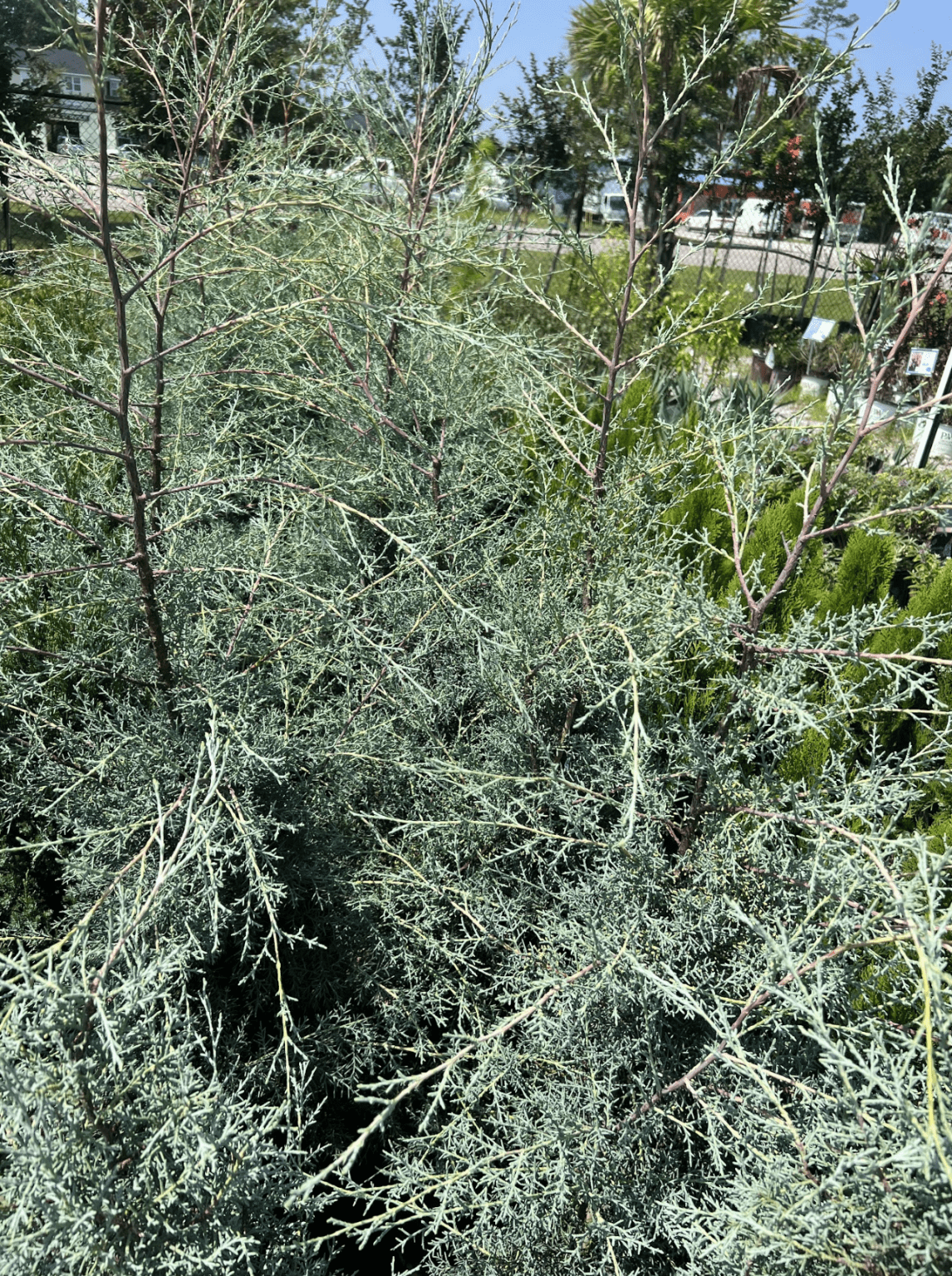 Evergreen Trees (Non-Flowering) - Carolina Sapphire Cypress - Beach ...