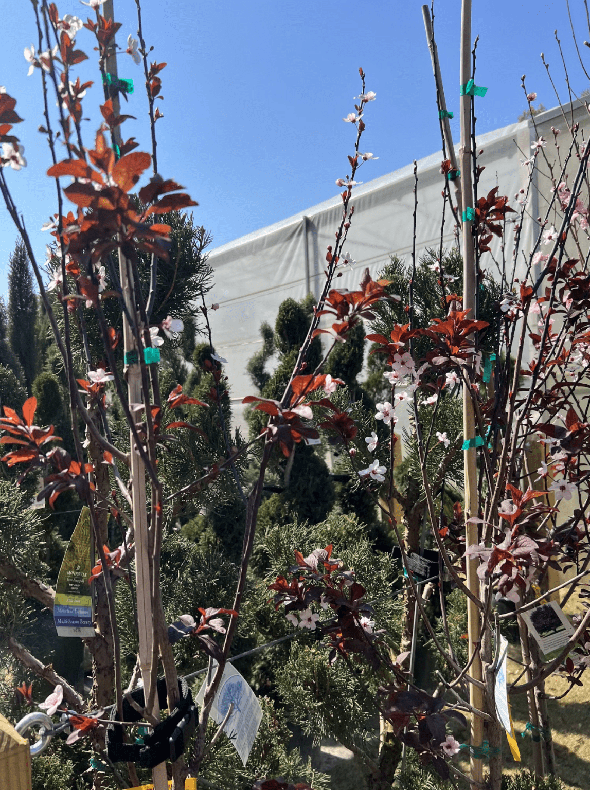 Deciduous Trees (Flowering) - Cherry Plum Tree - Beach Landscaping ...