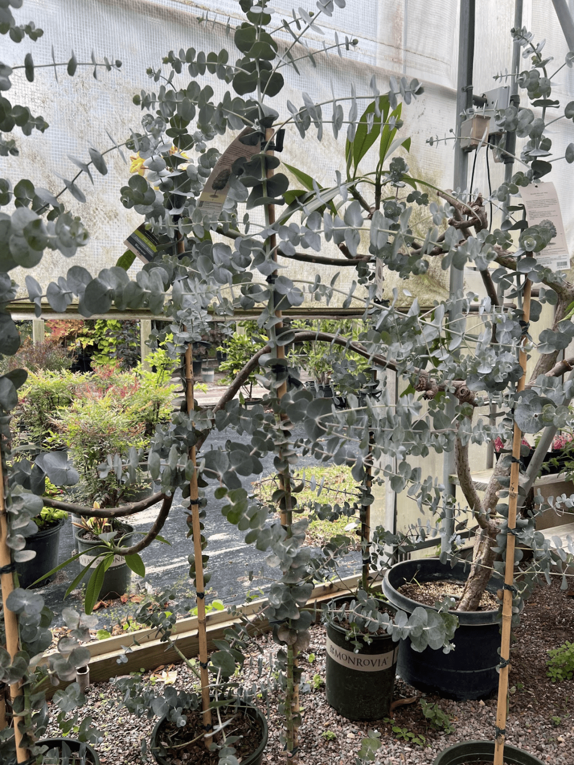 Evergreen Trees (Flowering) - Silver Dollar Tree - Beach Landscaping ...