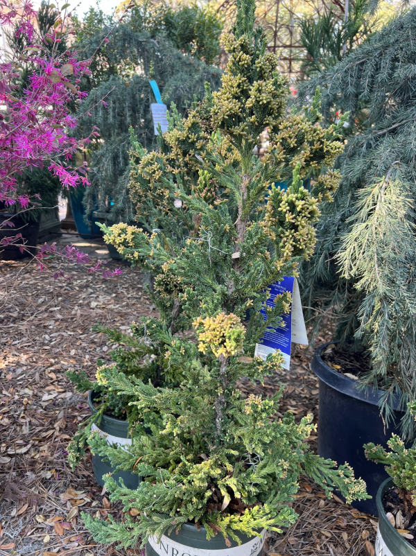 Evergreen Trees - Black Dragon Japanese Cedar - Beach Landscaping ...