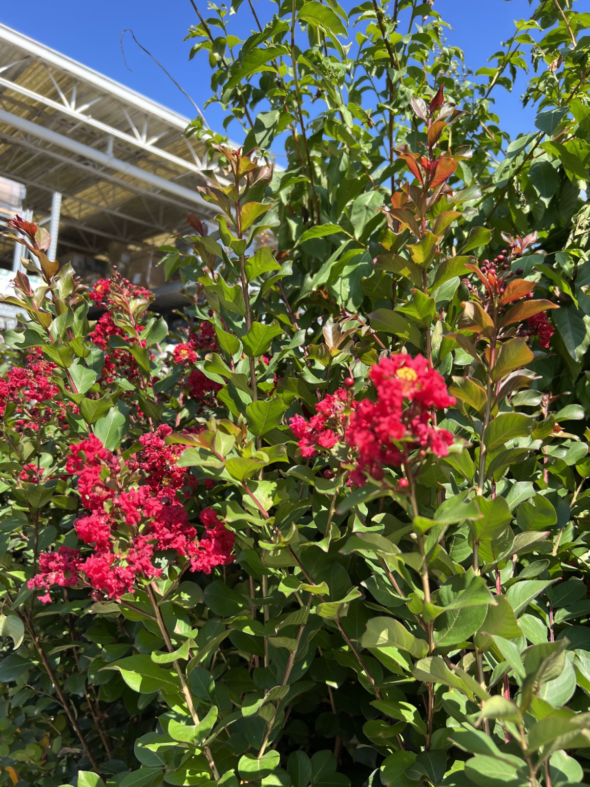Deciduous Trees (Flowering) - Miss Frances Crape Myrtle - Beach ...