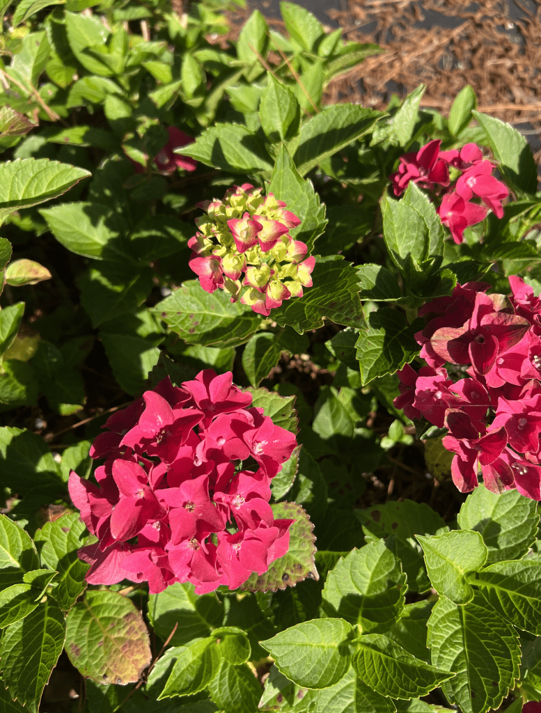 Monthly Newsletter: What's Blooming This July - Beach Landscaping ...