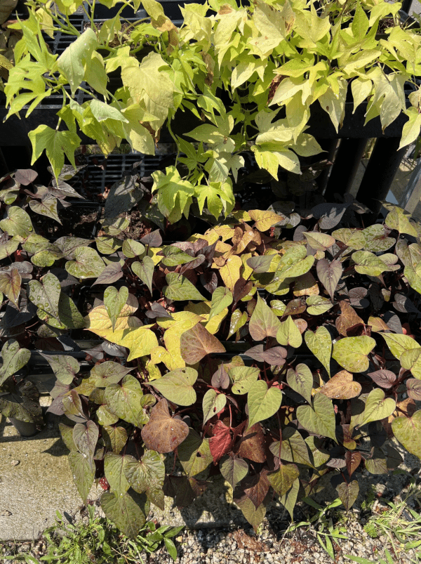 Edibles - Sweet Potato Vine - Beach Landscaping : Beach Landscaping
