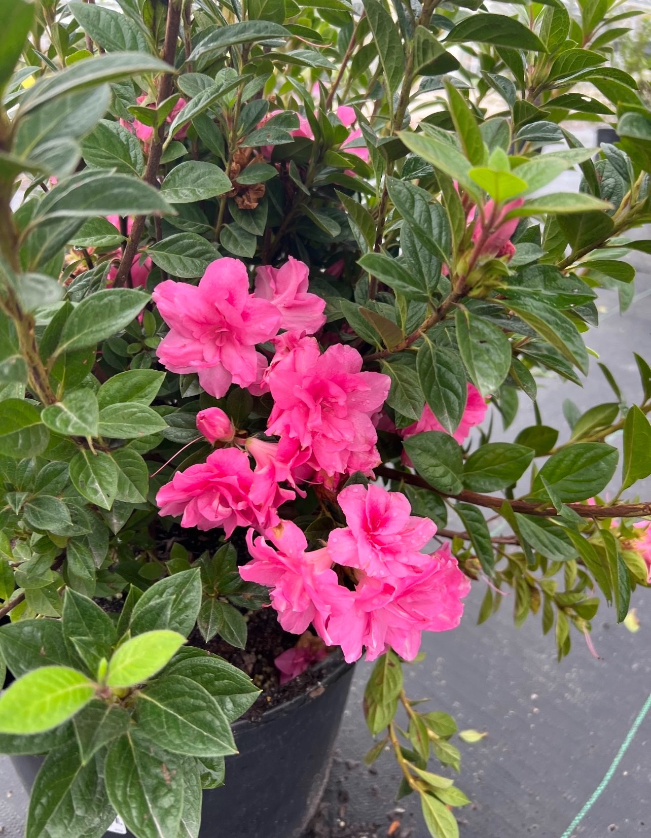 Evergreen Shrubs - Encore Azaleas - Beach Landscaping : Beach Landscaping