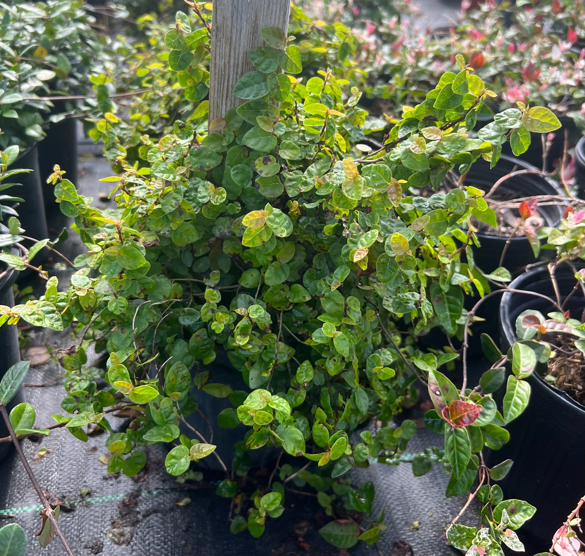 Creeping Fig Walderslade