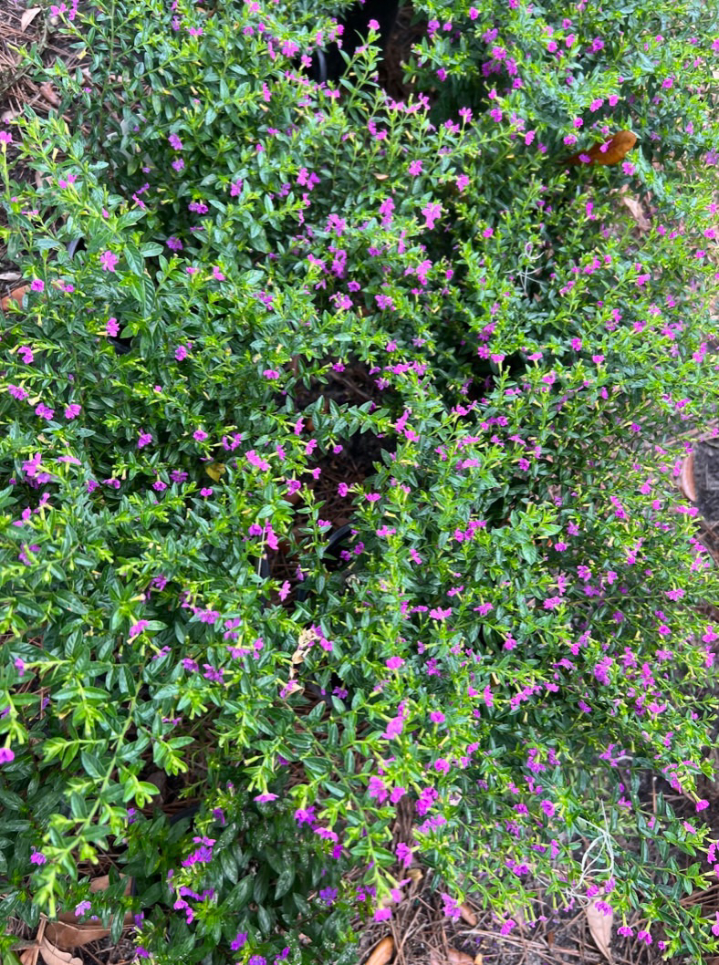 Annuals - Mexican Heather - Beach Landscaping : Beach Landscaping