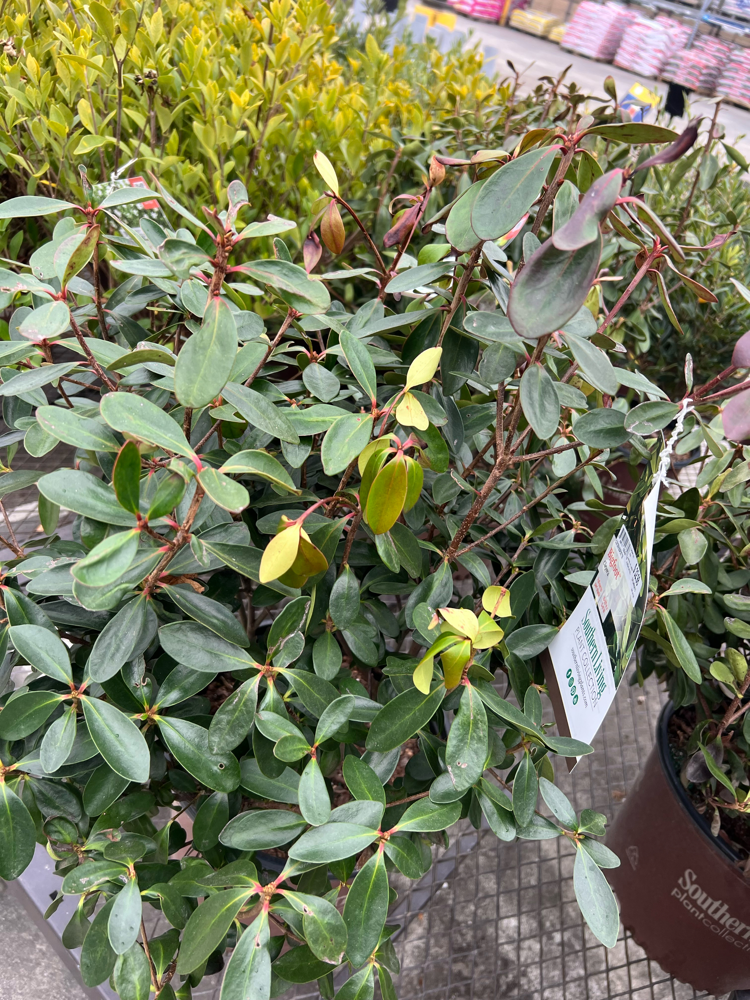 Evergreen Shrubs - Beach Landscaping : Beach Landscaping