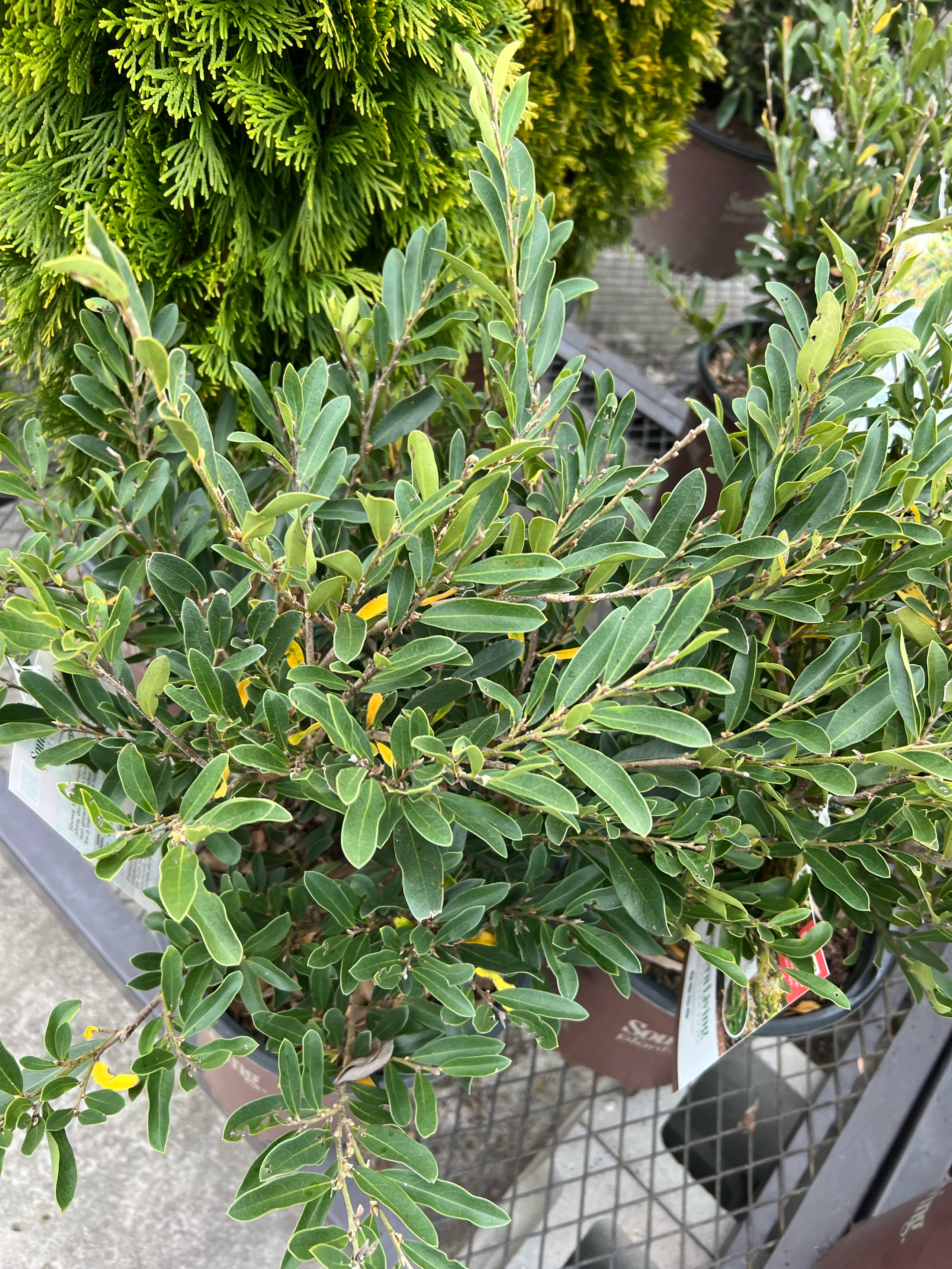 Evergreen Shrubs - Beach Landscaping : Beach Landscaping