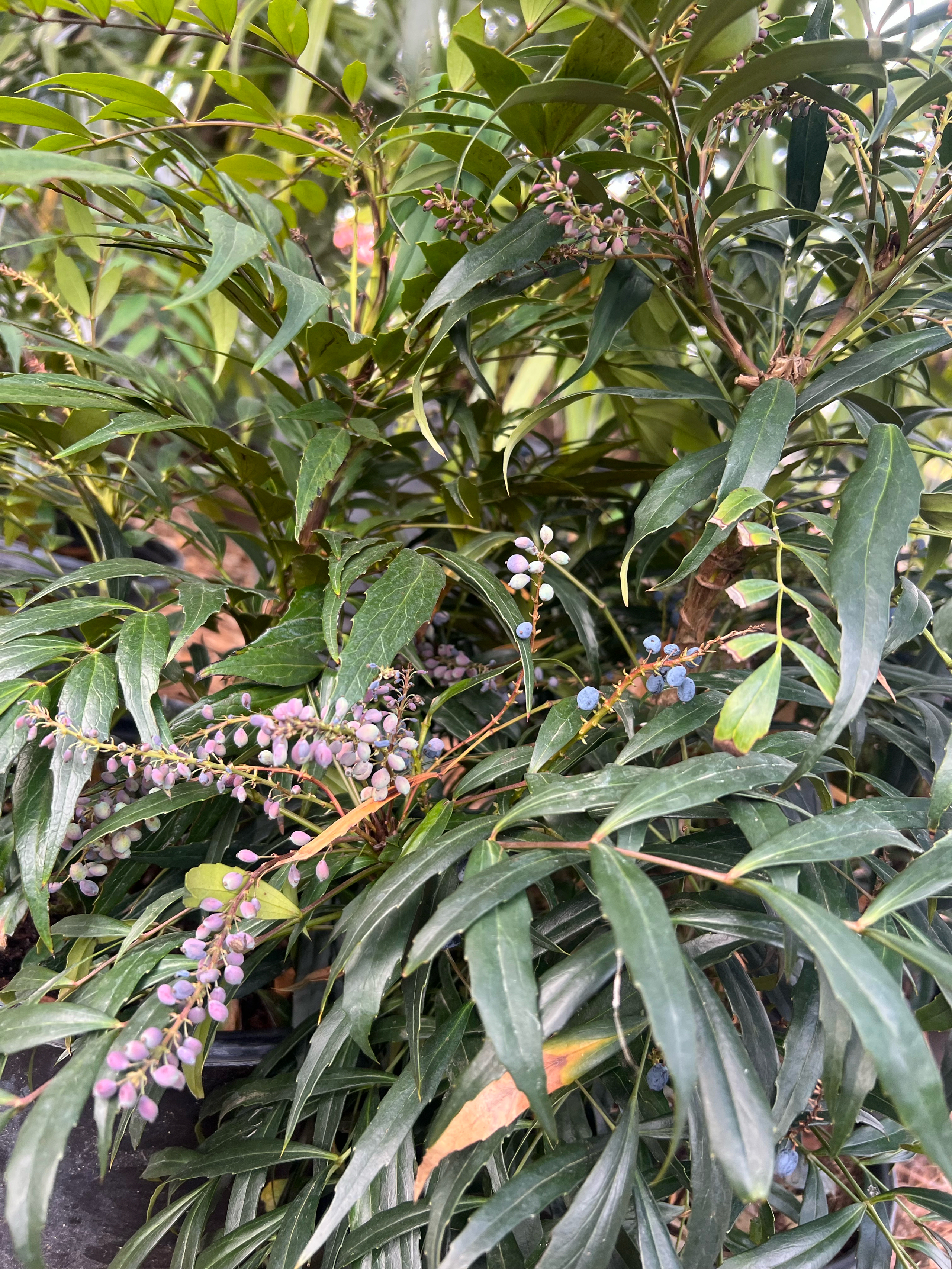 Evergreen Shrubs - Beach Landscaping : Beach Landscaping