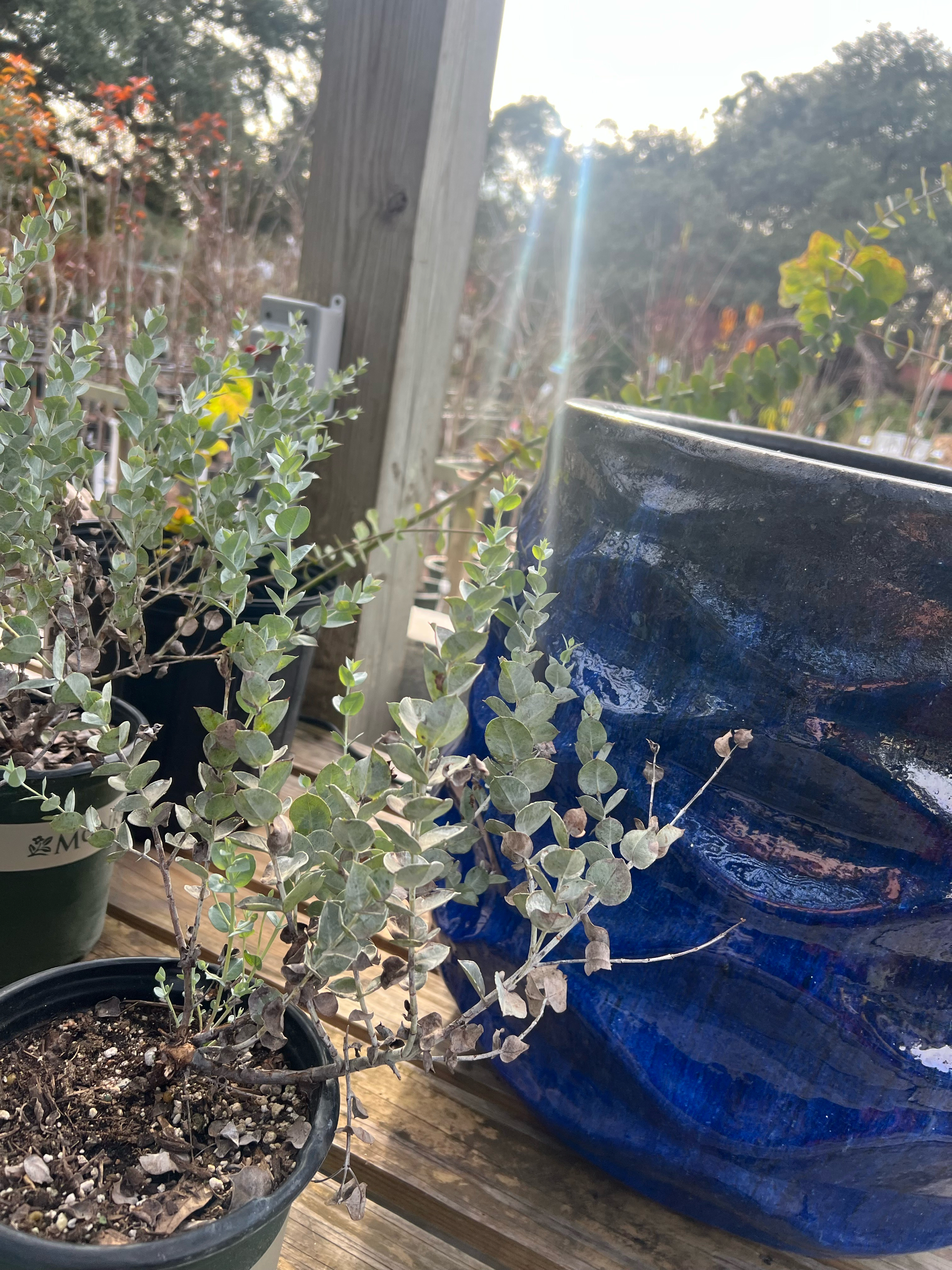 Evergreen Shrubs - Beach Landscaping : Beach Landscaping