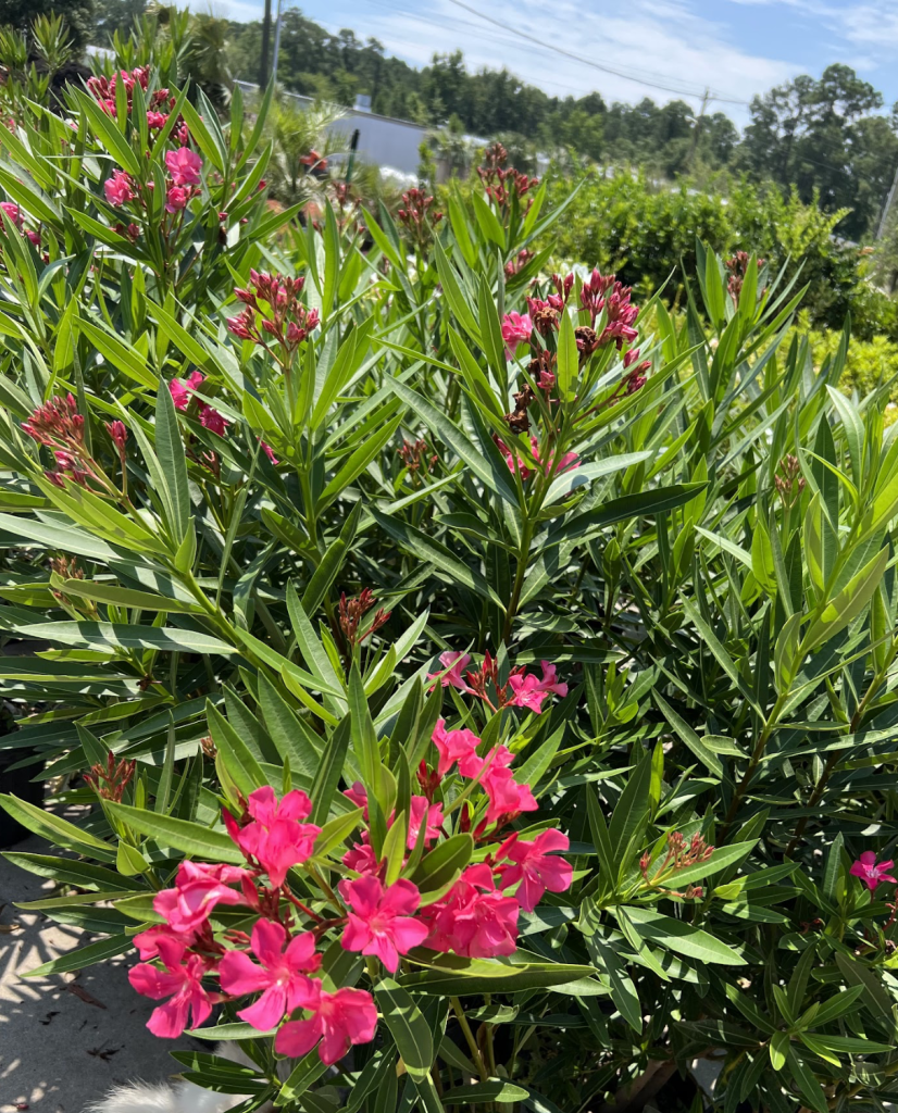 Common Toxic Plants To Look Out For - Beach Landscaping : Beach Landscaping