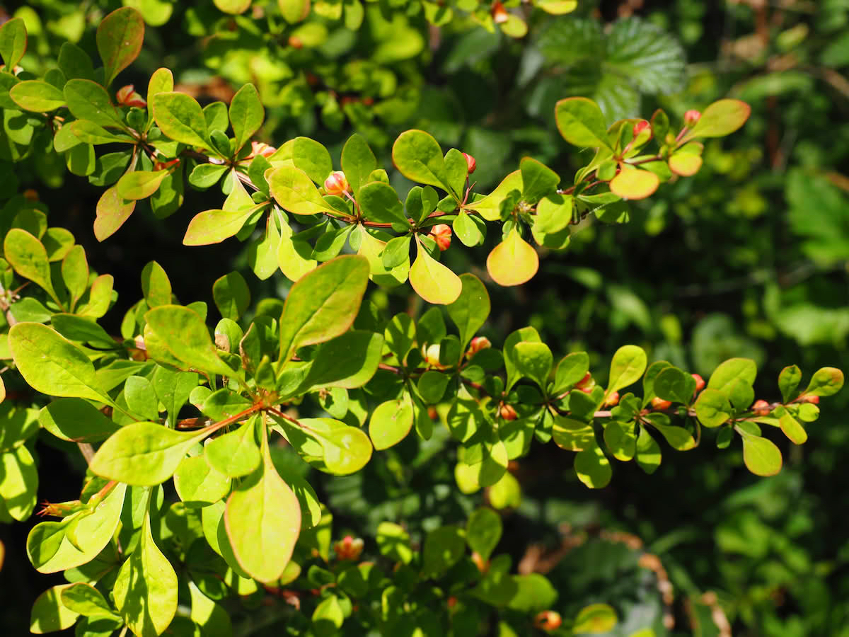 Deciduous shrubs - non-flowering - Mentor Barberry - Beach Landscaping ...