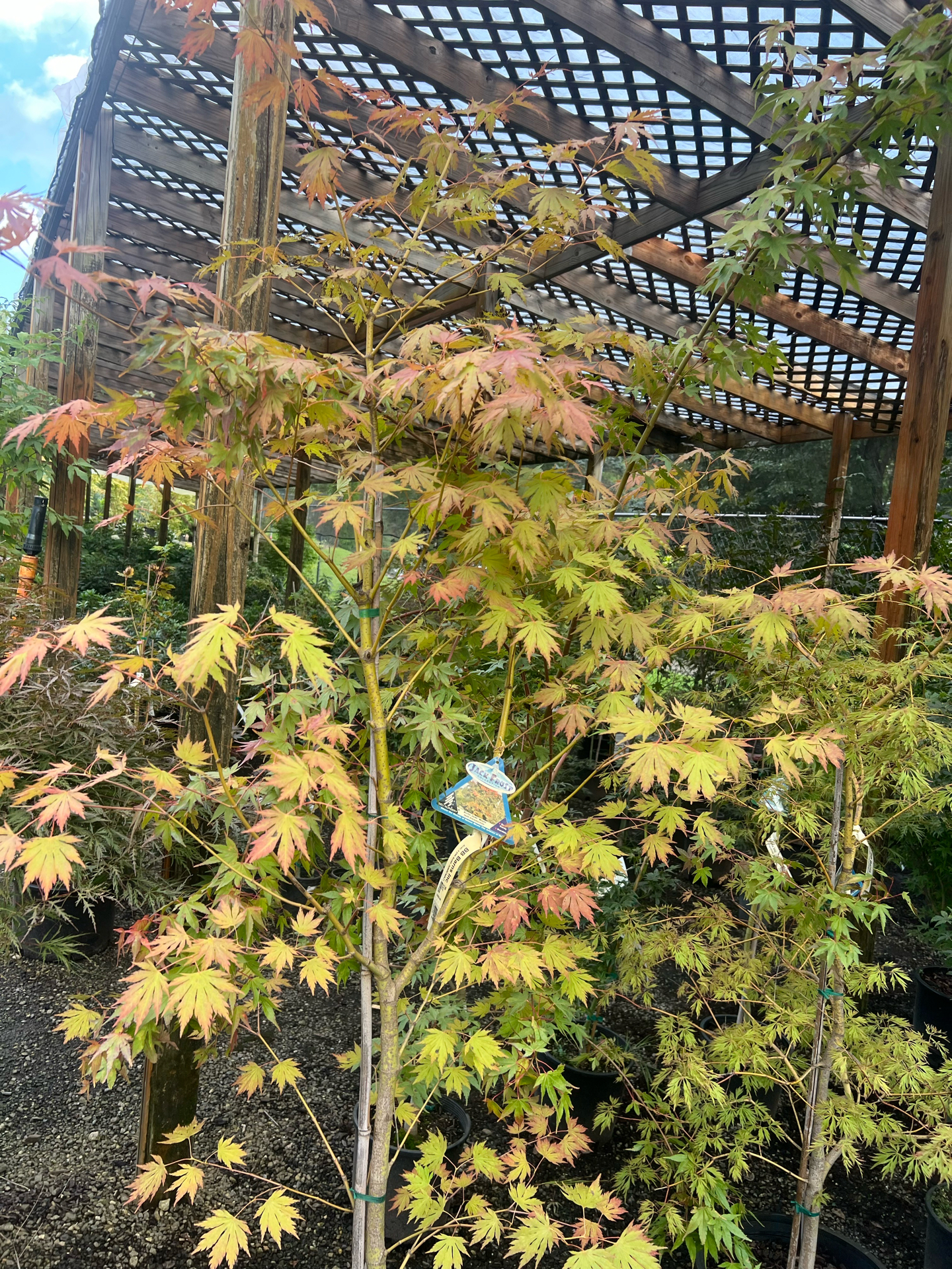 Deciduous Trees - Arctic Jade Maple - Beach Landscaping : Beach Landscaping