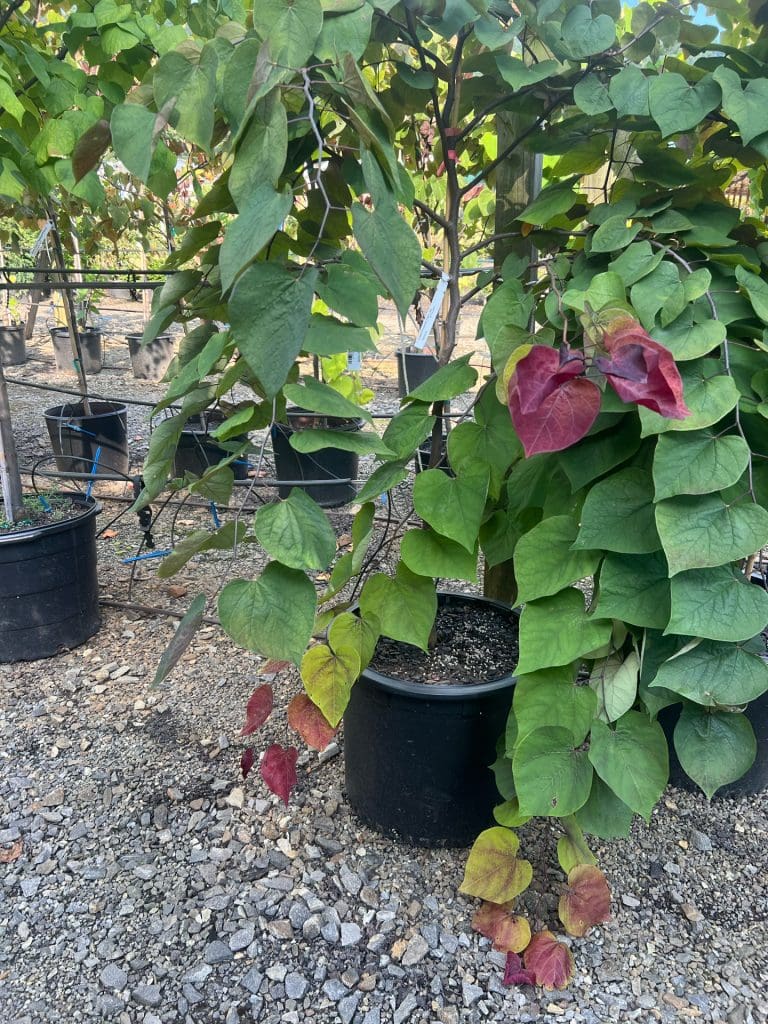 Deciduous Trees - Eastern Redbud 'Flame Thrower' - Beach Landscaping ...
