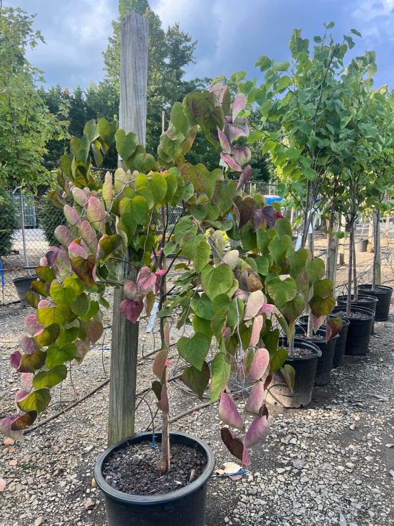 Deciduous Trees - Eastern Redbud 'Flame Thrower' - Beach Landscaping ...