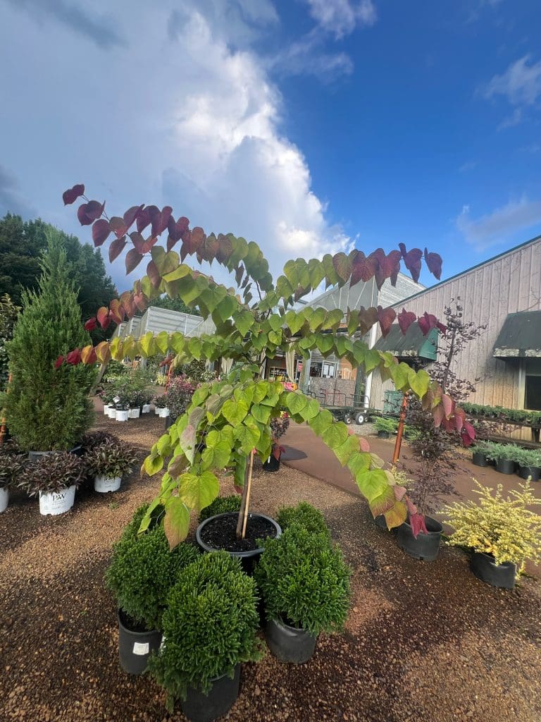 Deciduous Trees - Eastern Redbud 'Flame Thrower' - Beach Landscaping ...