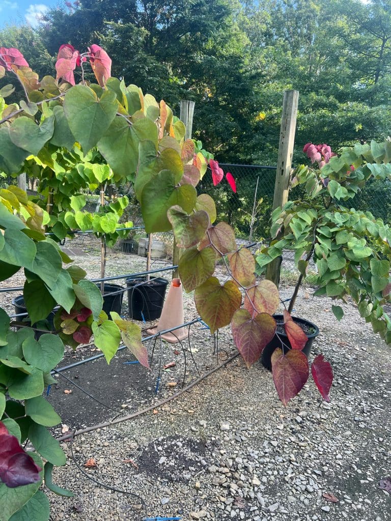 Deciduous Trees - Eastern Redbud 'Flame Thrower' - Beach Landscaping ...