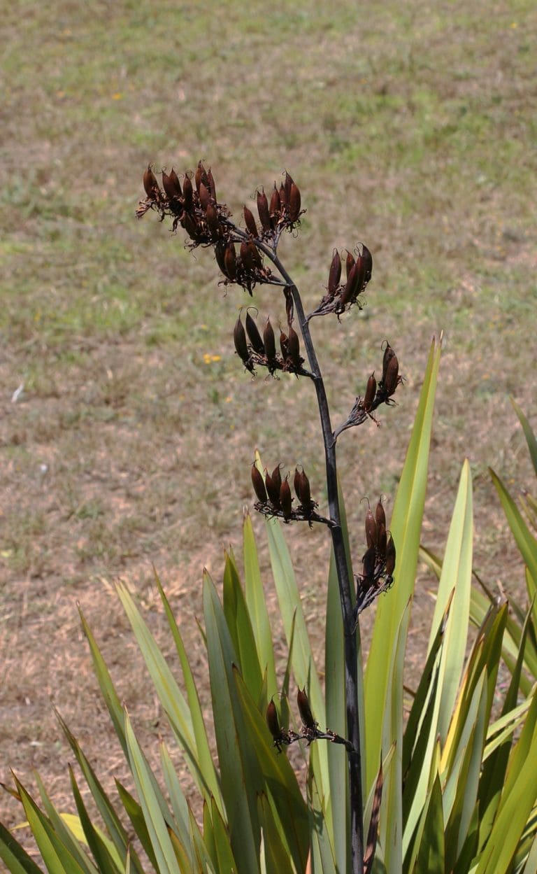 Ornamental Grasses - New Zealand Flax - Beach Landscaping : Beach ...