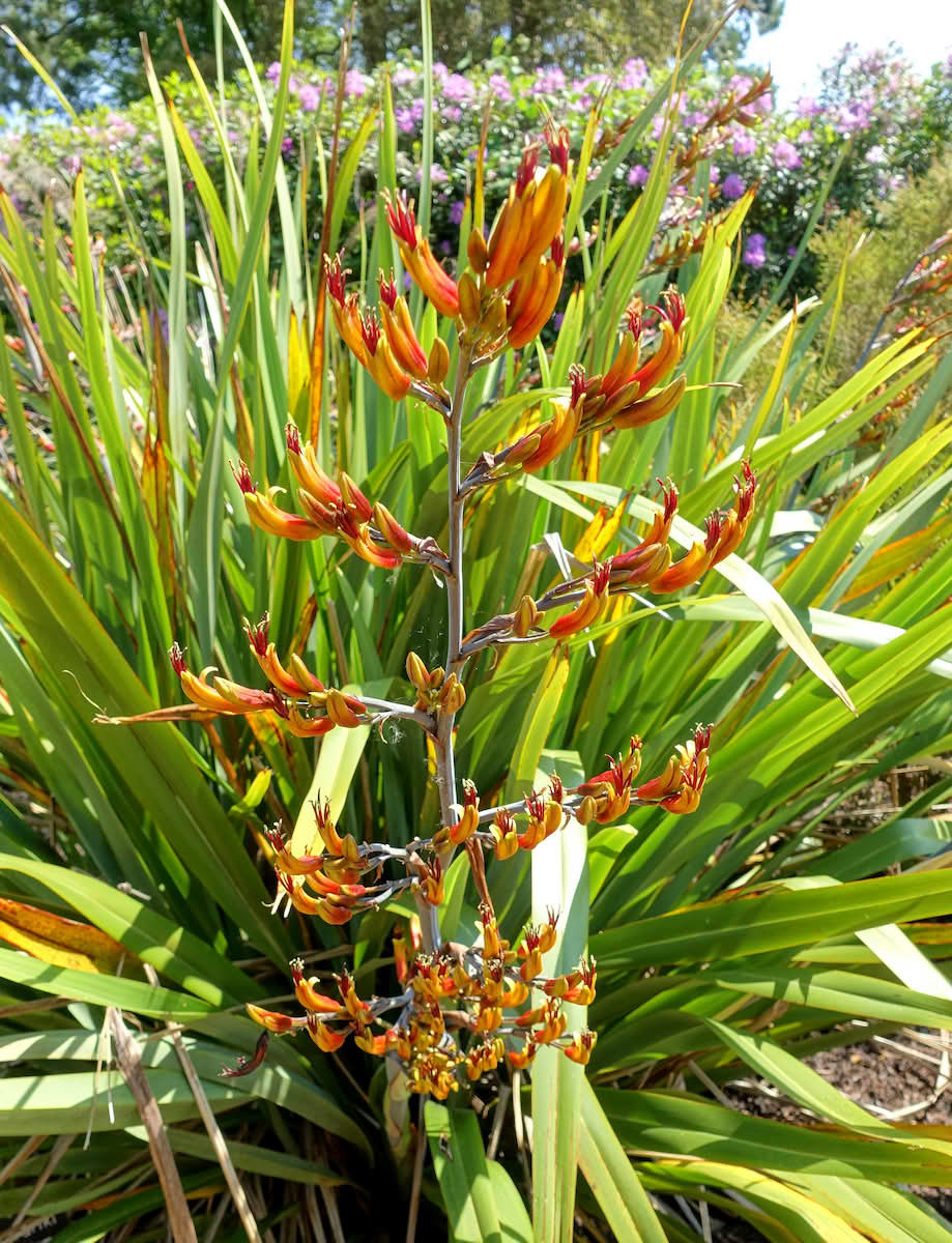 Ornamental Grasses - New Zealand Flax - Beach Landscaping : Beach ...