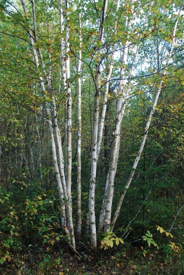 Deciduous Trees (Flowering) - Paper Birch - Beach Landscaping : Beach ...