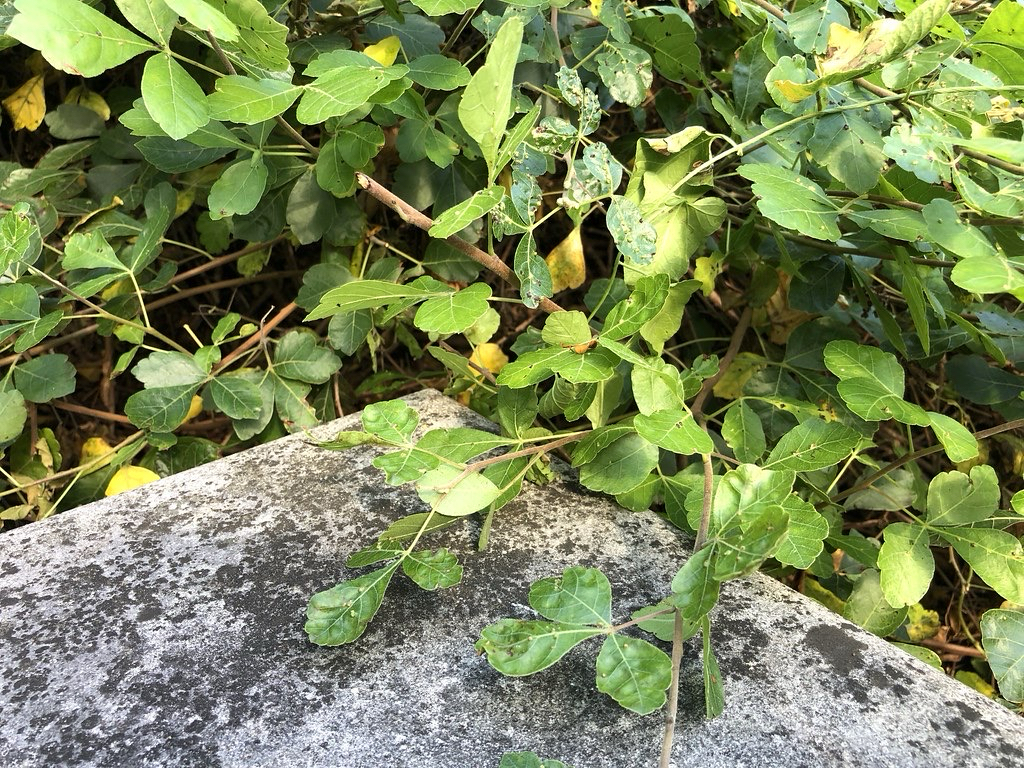 Deciduous shrubs - non-flowering - Fragrant Sumac - Beach Landscaping ...