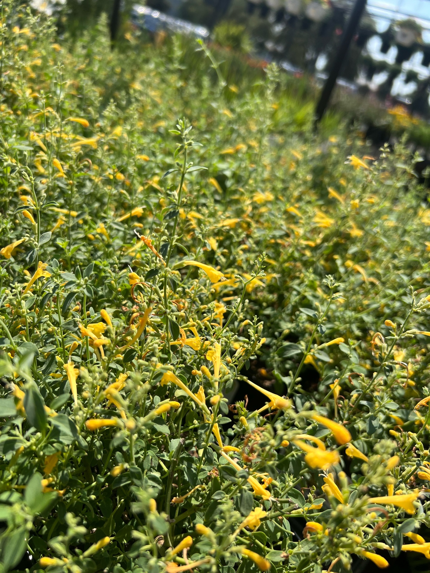 Perennial - Arizona Sun Agastache - Beach Landscaping : Beach Landscaping