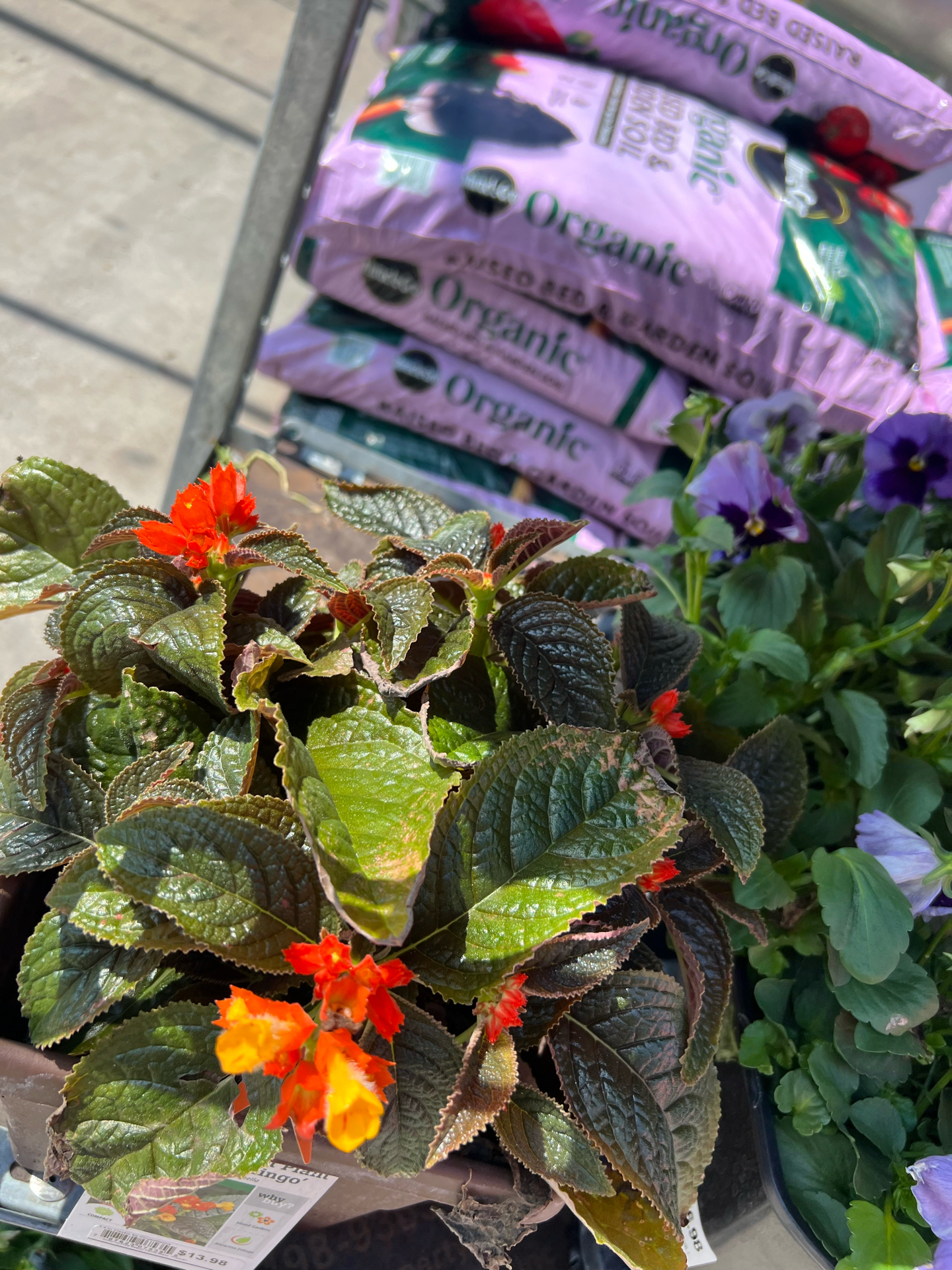 Annuals - 'Black Flamingo' Florida Sunset Plant - Beach Landscaping ...