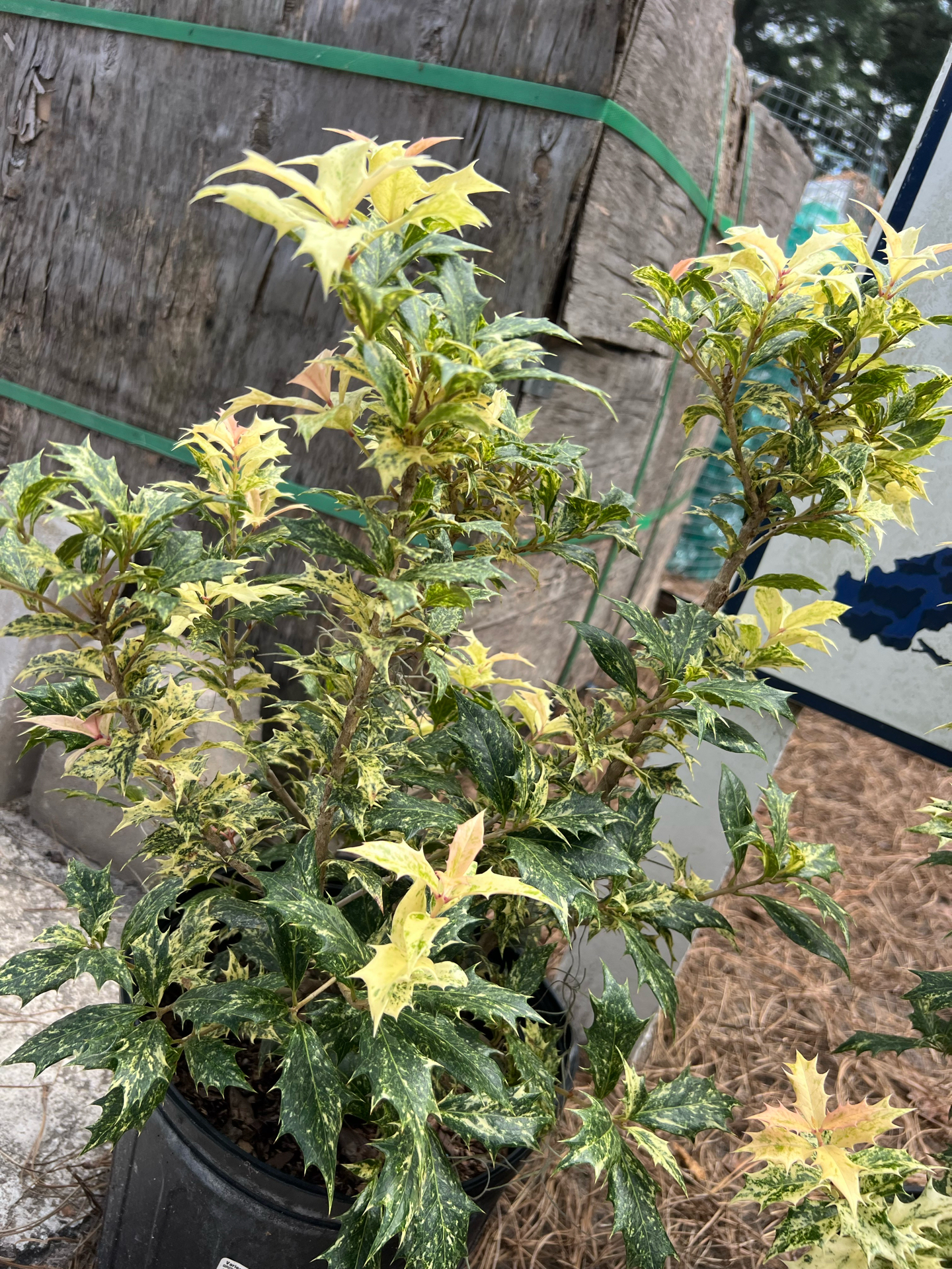 Evergreen Shrub - Goshiki False Holly - Beach Landscaping : Beach ...