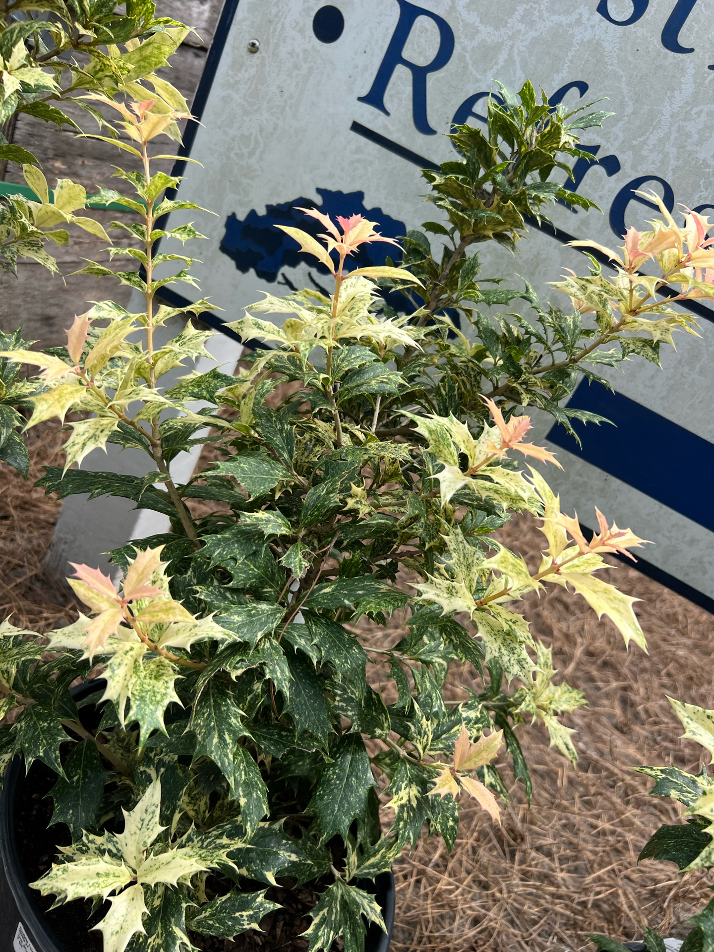 Evergreen Shrub - Goshiki False Holly - Beach Landscaping : Beach ...
