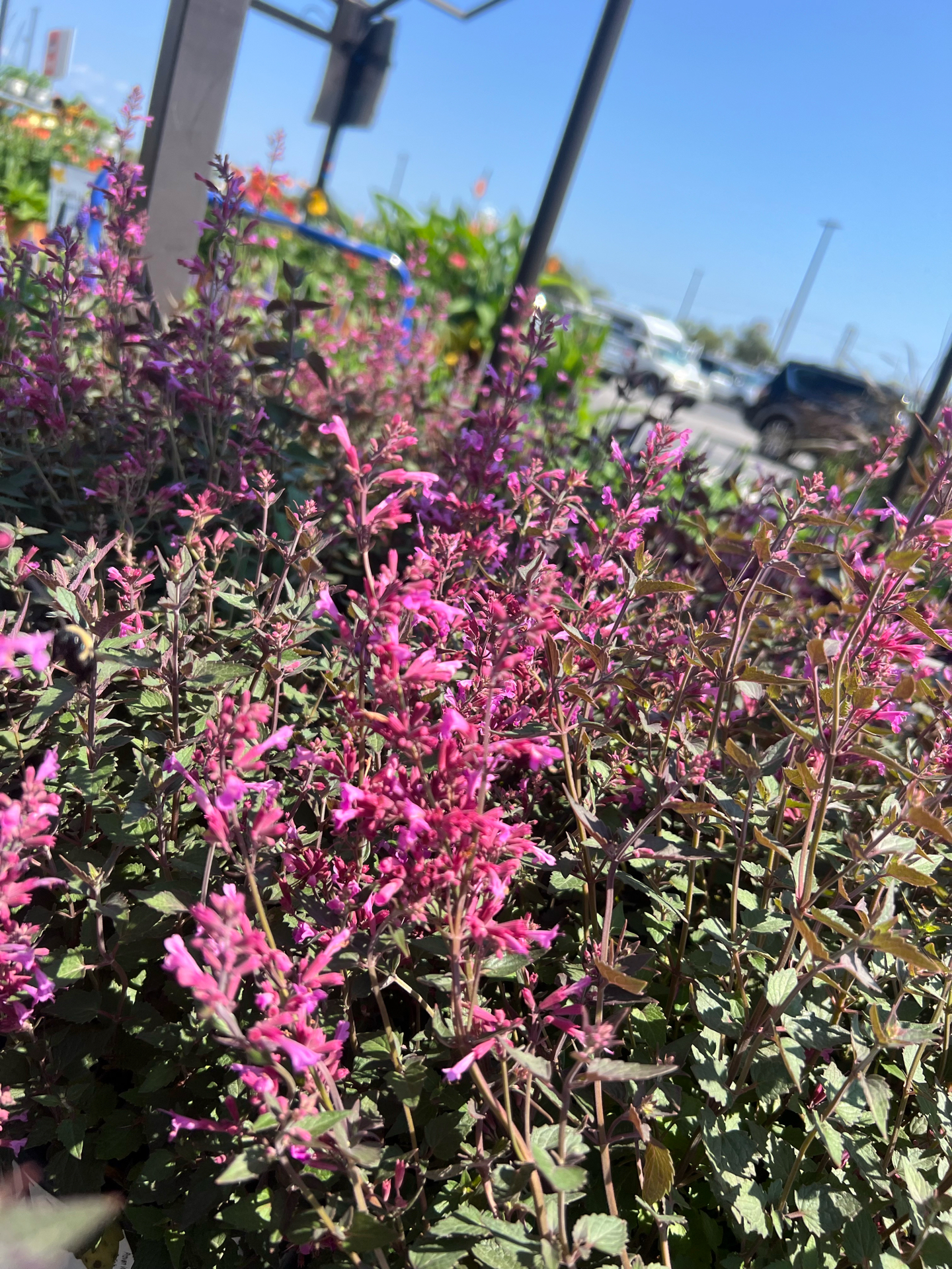Perennial - Royal Raspberry Agastache - Beach Landscaping : Beach ...