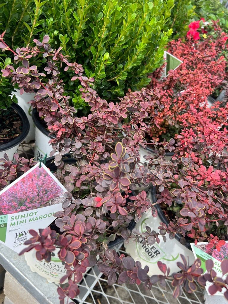 Deciduous Shrub - Sunjoy Mini Maroon Barberry - Beach Landscaping ...