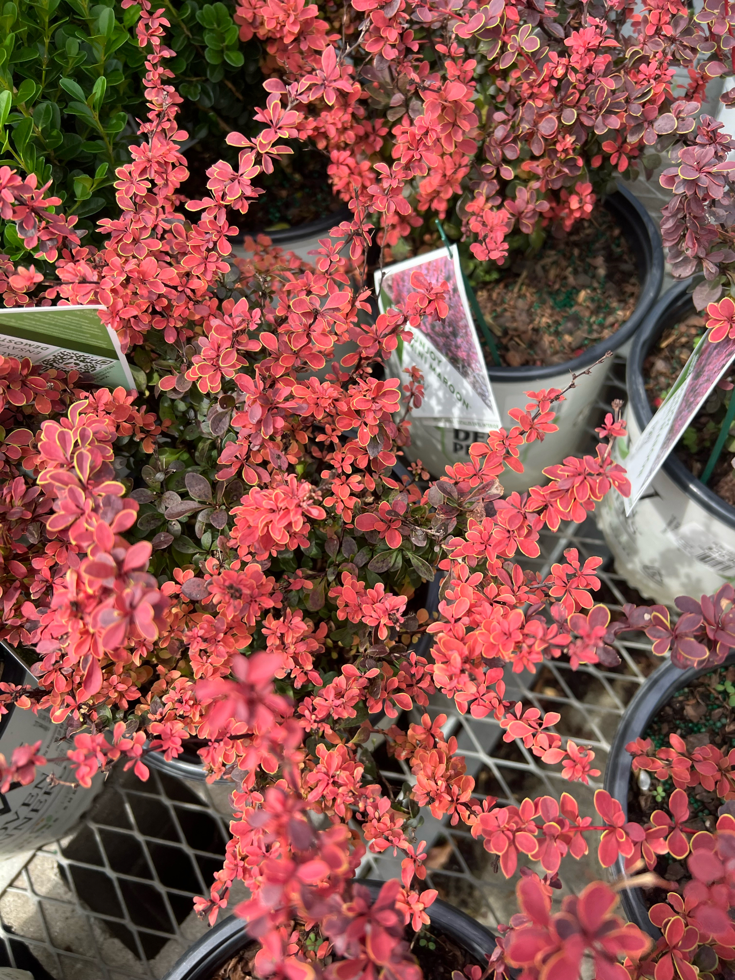 Deciduous Shrub - Sunjoy Mini Maroon Barberry - Beach Landscaping ...