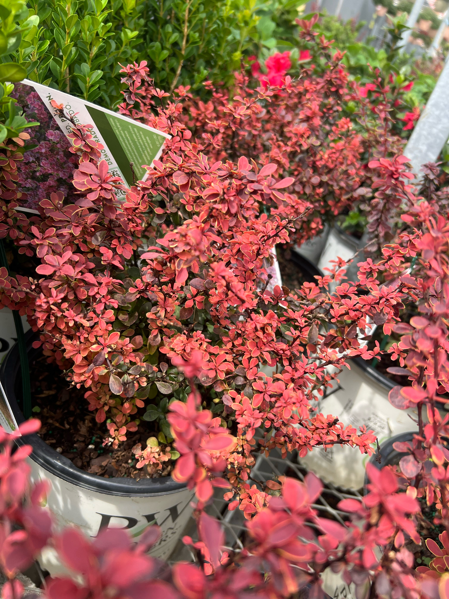 Deciduous Shrub - Sunjoy Mini Maroon Barberry - Beach Landscaping ...