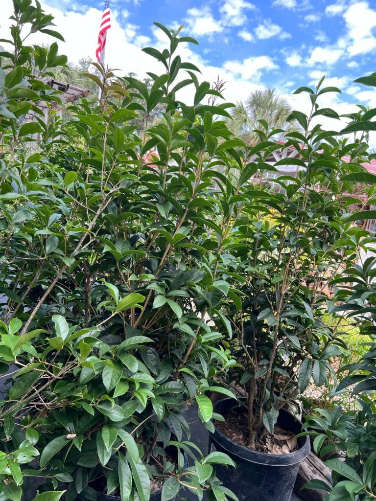 Evergreen Tree - Sweet Tea Olive - Beach Landscaping : Beach Landscaping